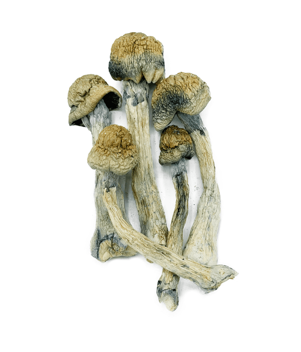 Trinity Magic Mushroom - Buy Mushroom